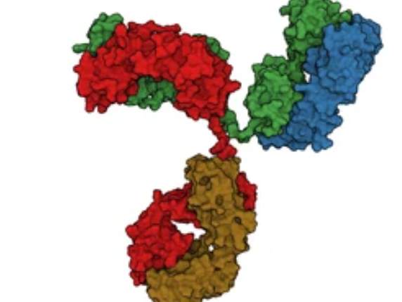 Antigen-Antibody Complex Characterization Using the iEM Platform ...
